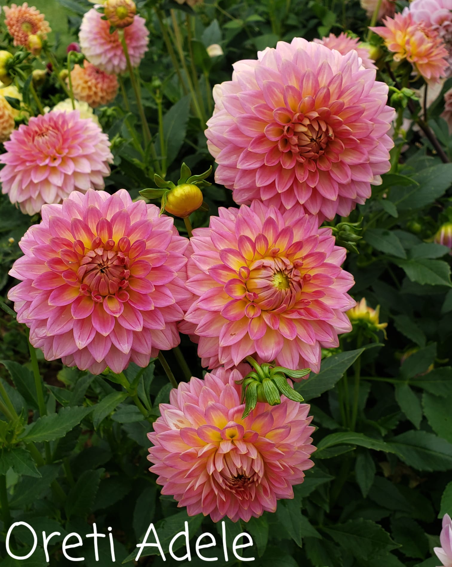 Oreti Adele – Julia's Dahlias