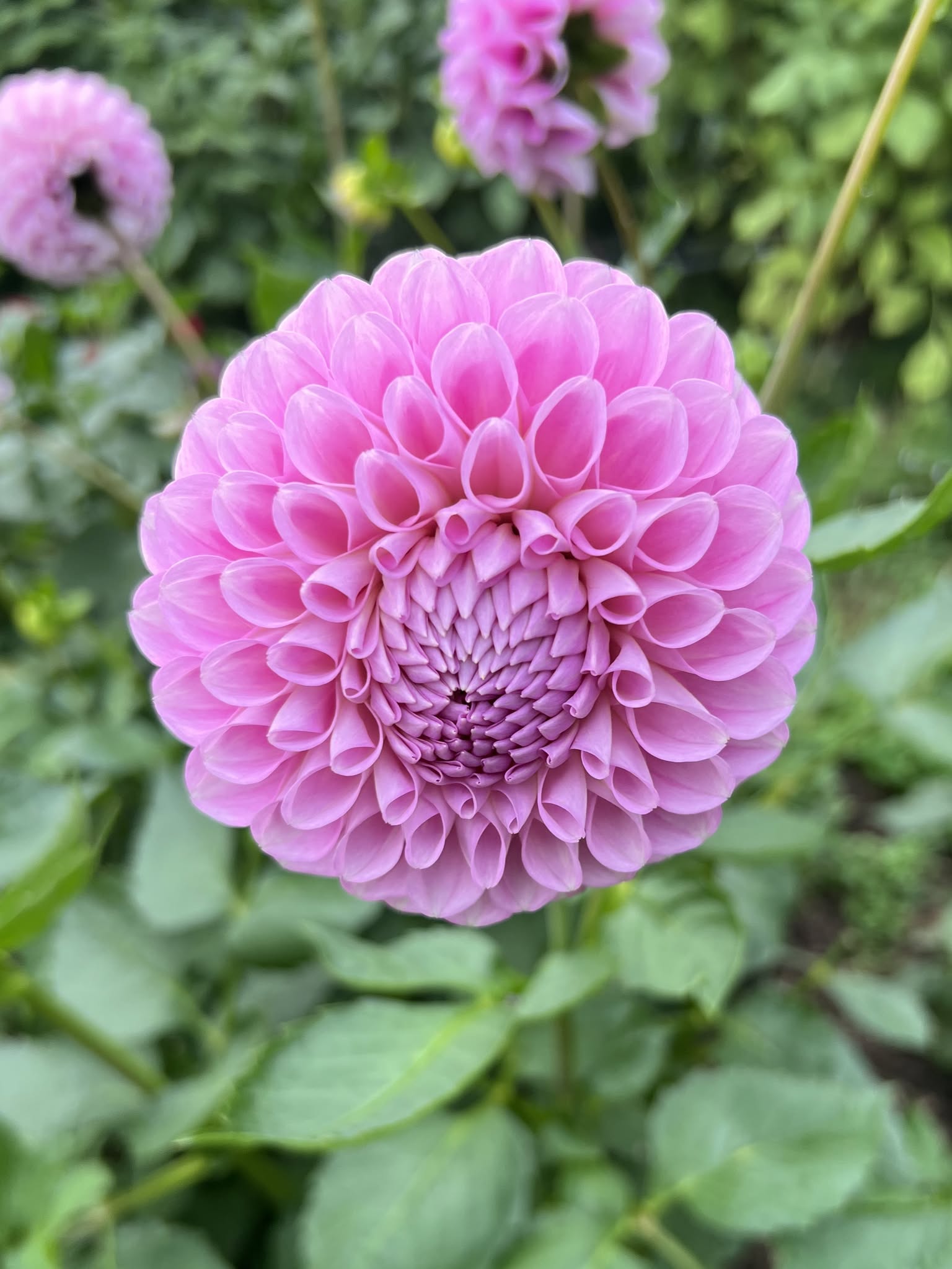 20th Ave Old Major – Julia's Dahlias