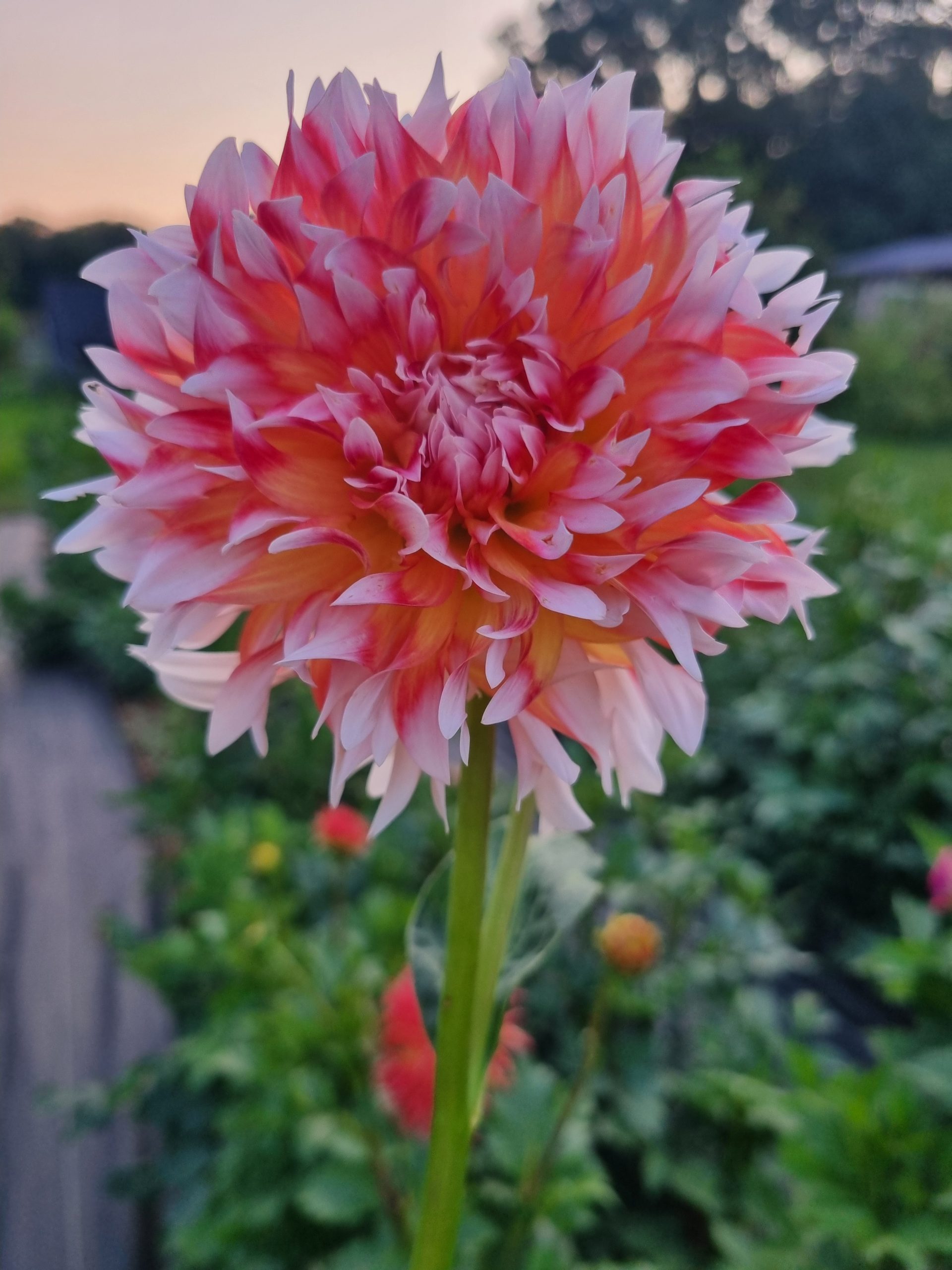 Bloomquist Amazing – Julia's Dahlias
