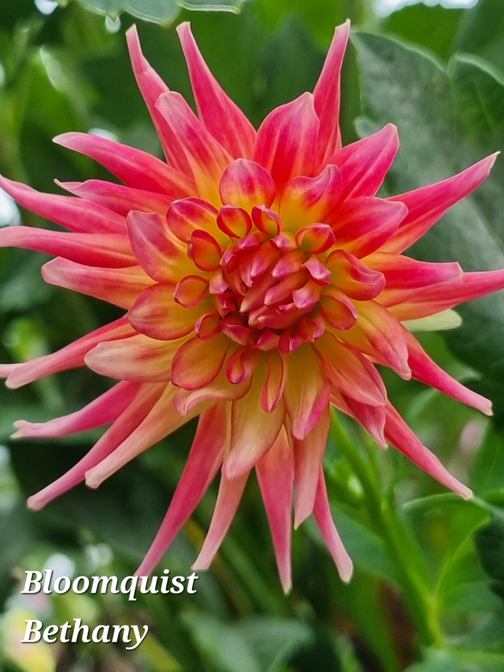Bloomquist Bethany – Julia's Dahlias