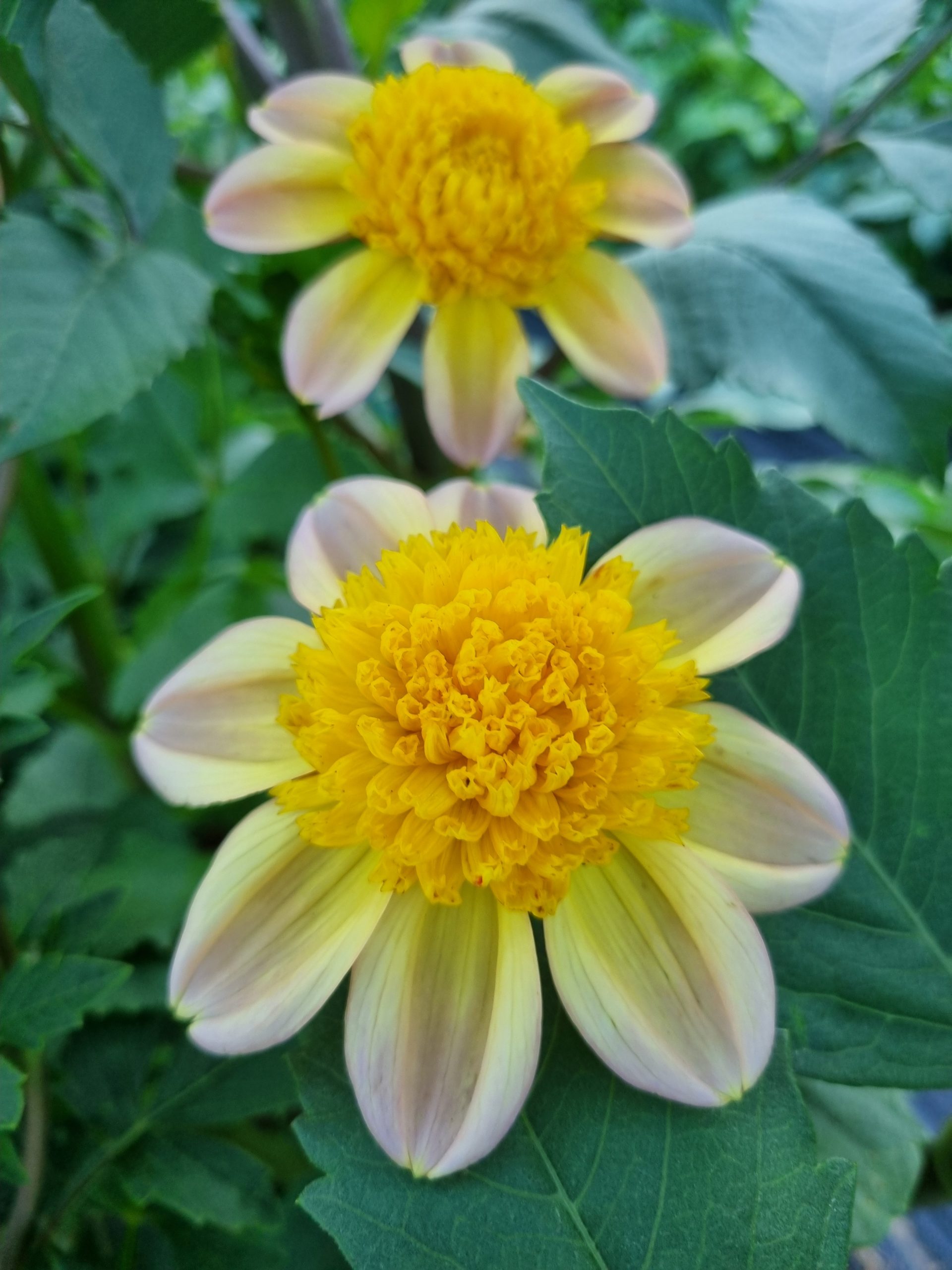 Bloomquist Golden – Julia's Dahlias
