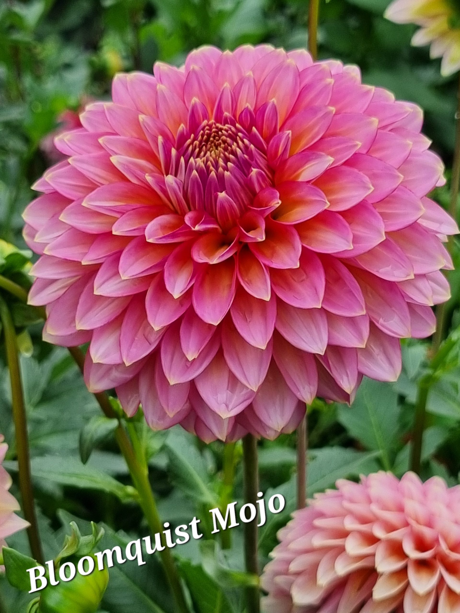 Bloomquist Mojo – Julia's Dahlias