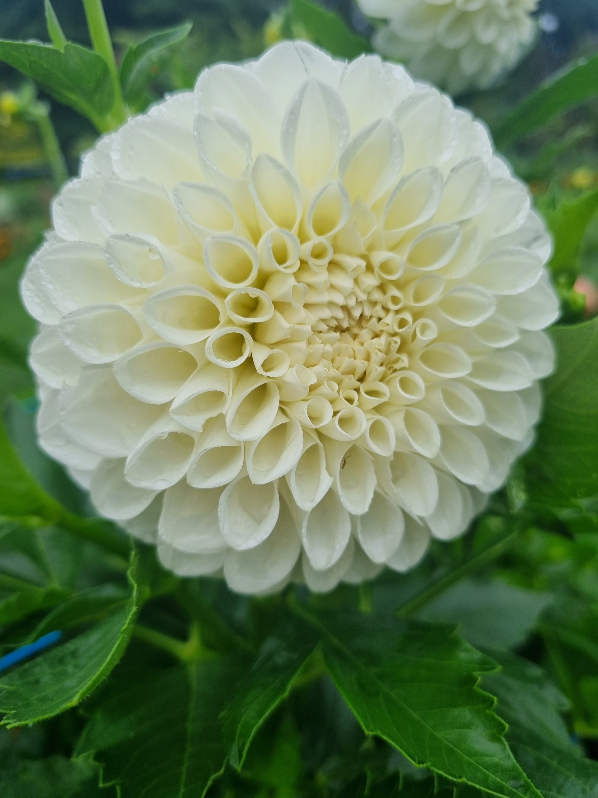 Boom Boom White – Julia's Dahlias