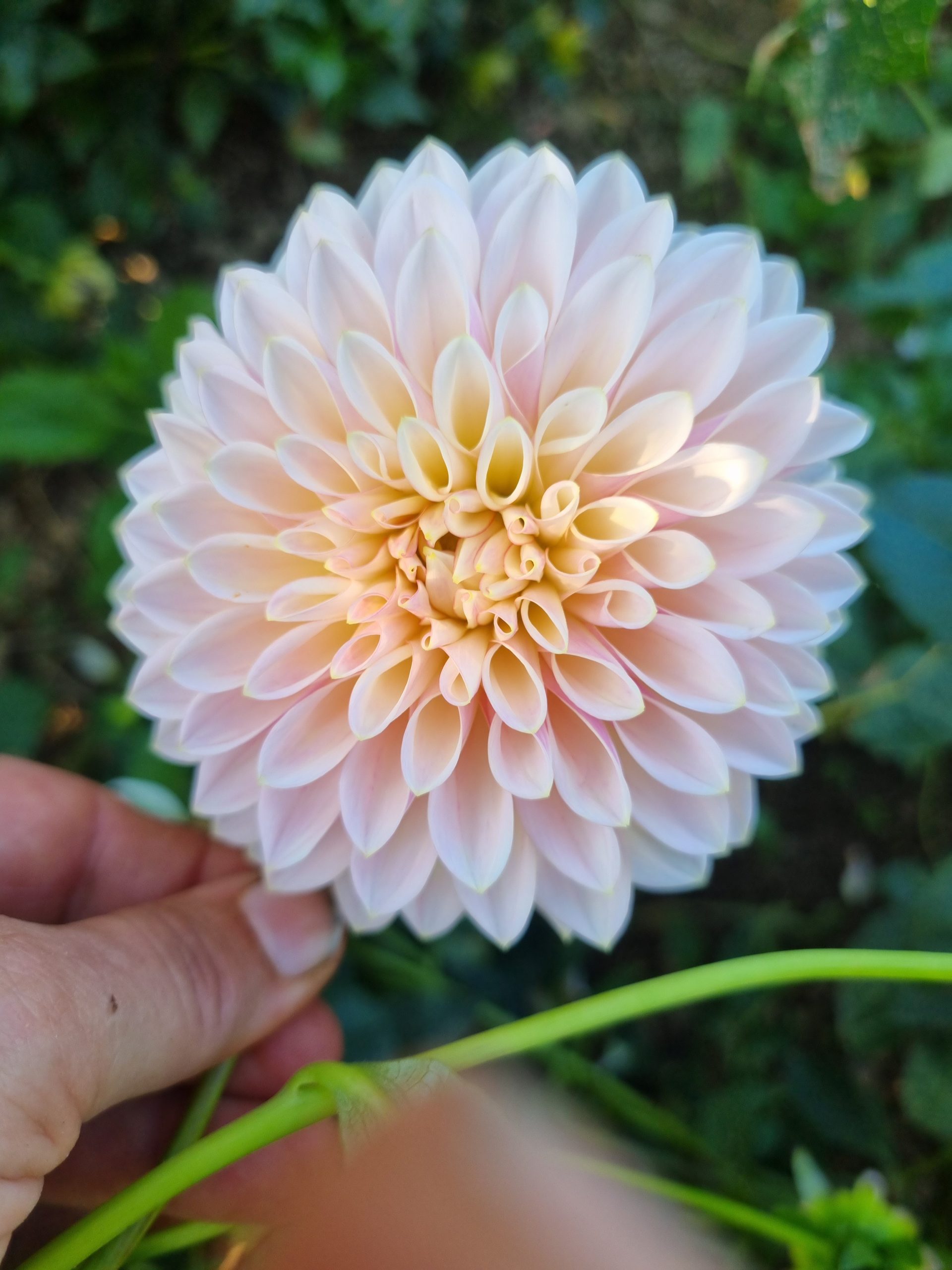 Castle Drive – Julia's Dahlias