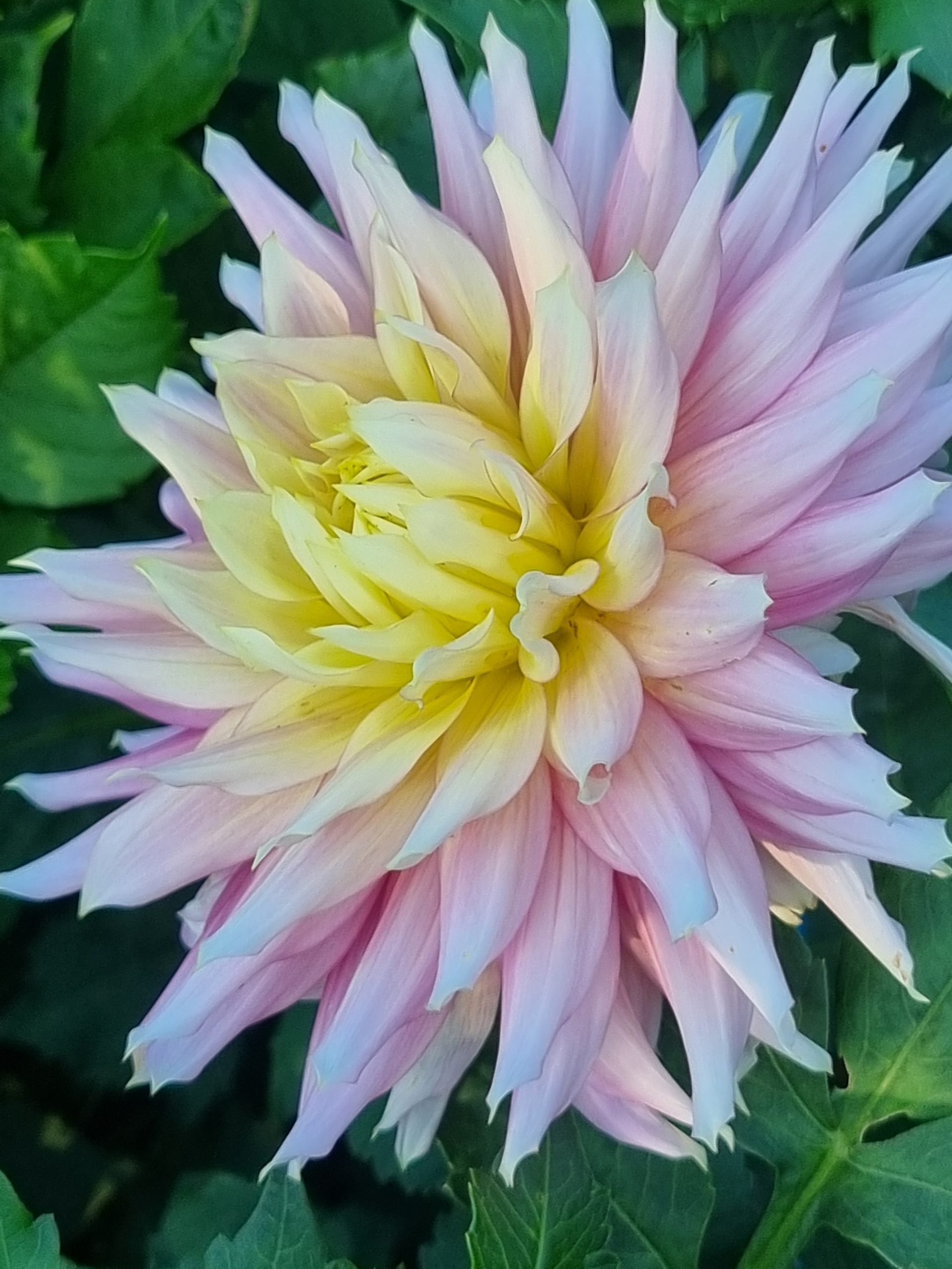 Clearview Jonas – Julia's Dahlias