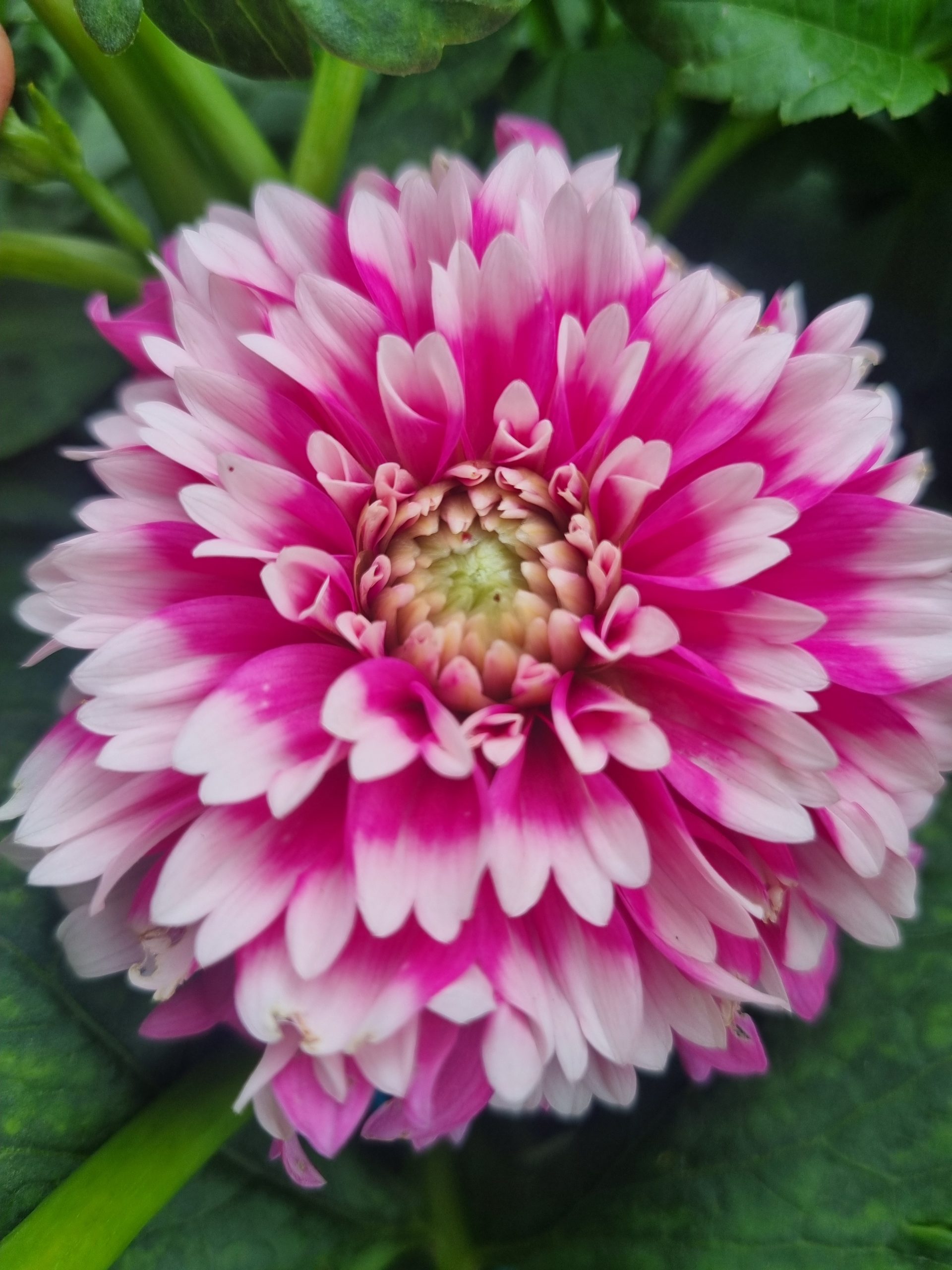 Fuzzy Wuzzy – Julia's Dahlias