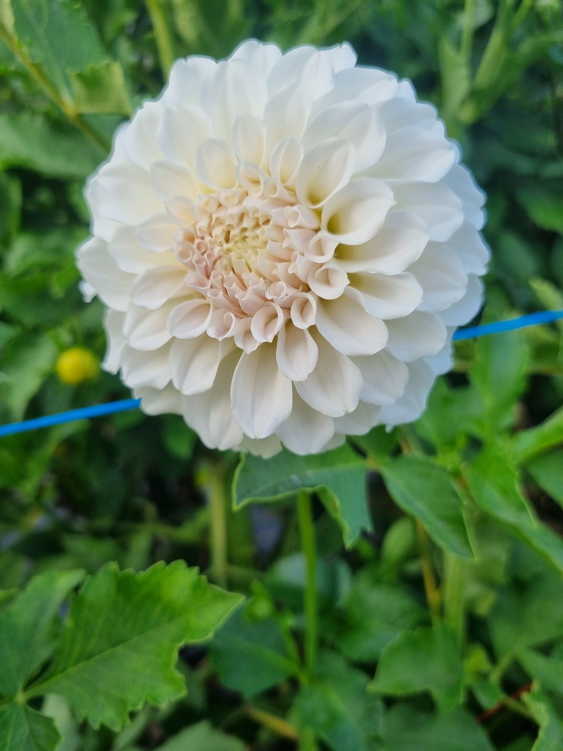 Irish Ruffles – Julia's Dahlias