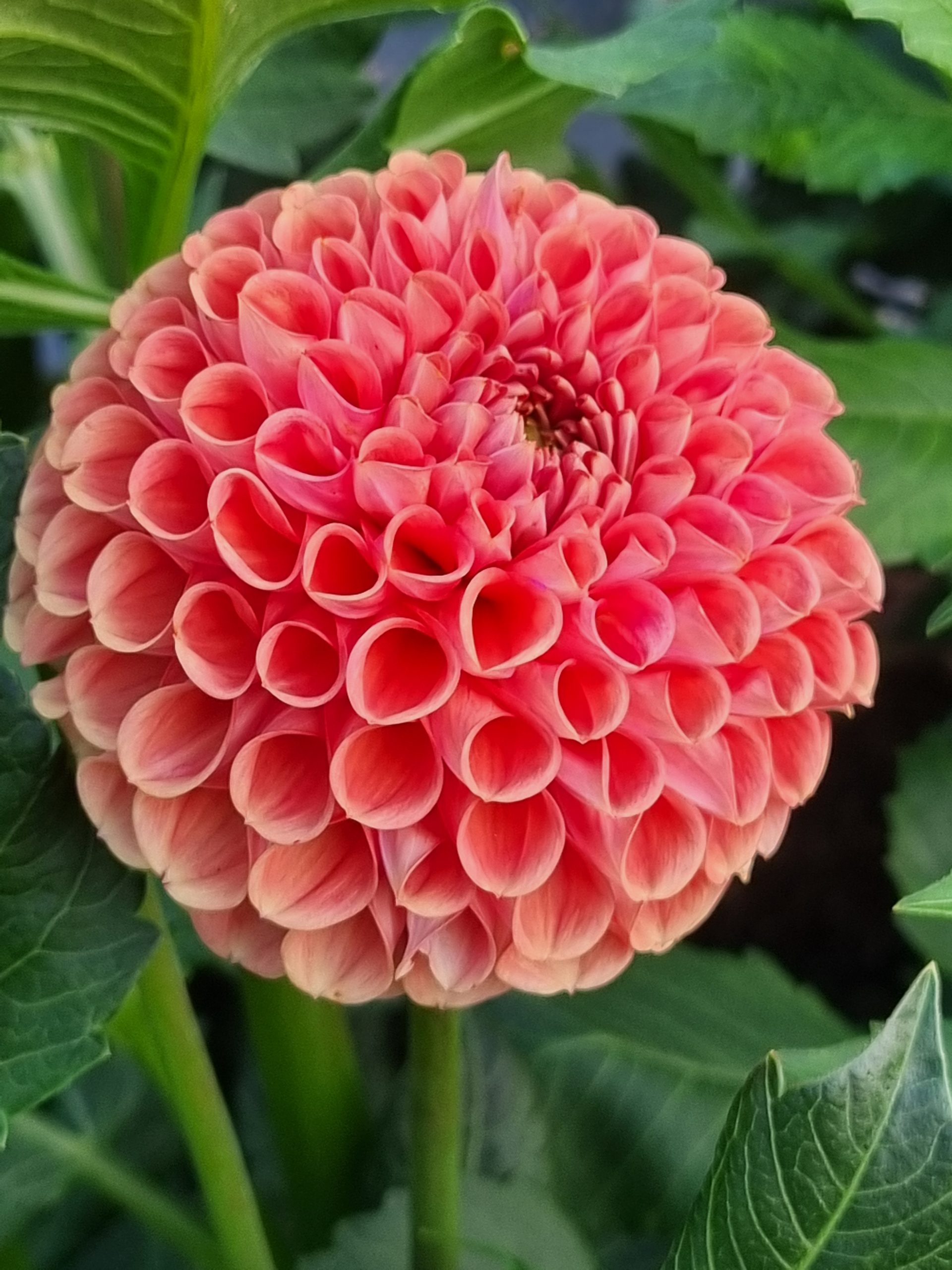 Jomanda – Julia's Dahlias