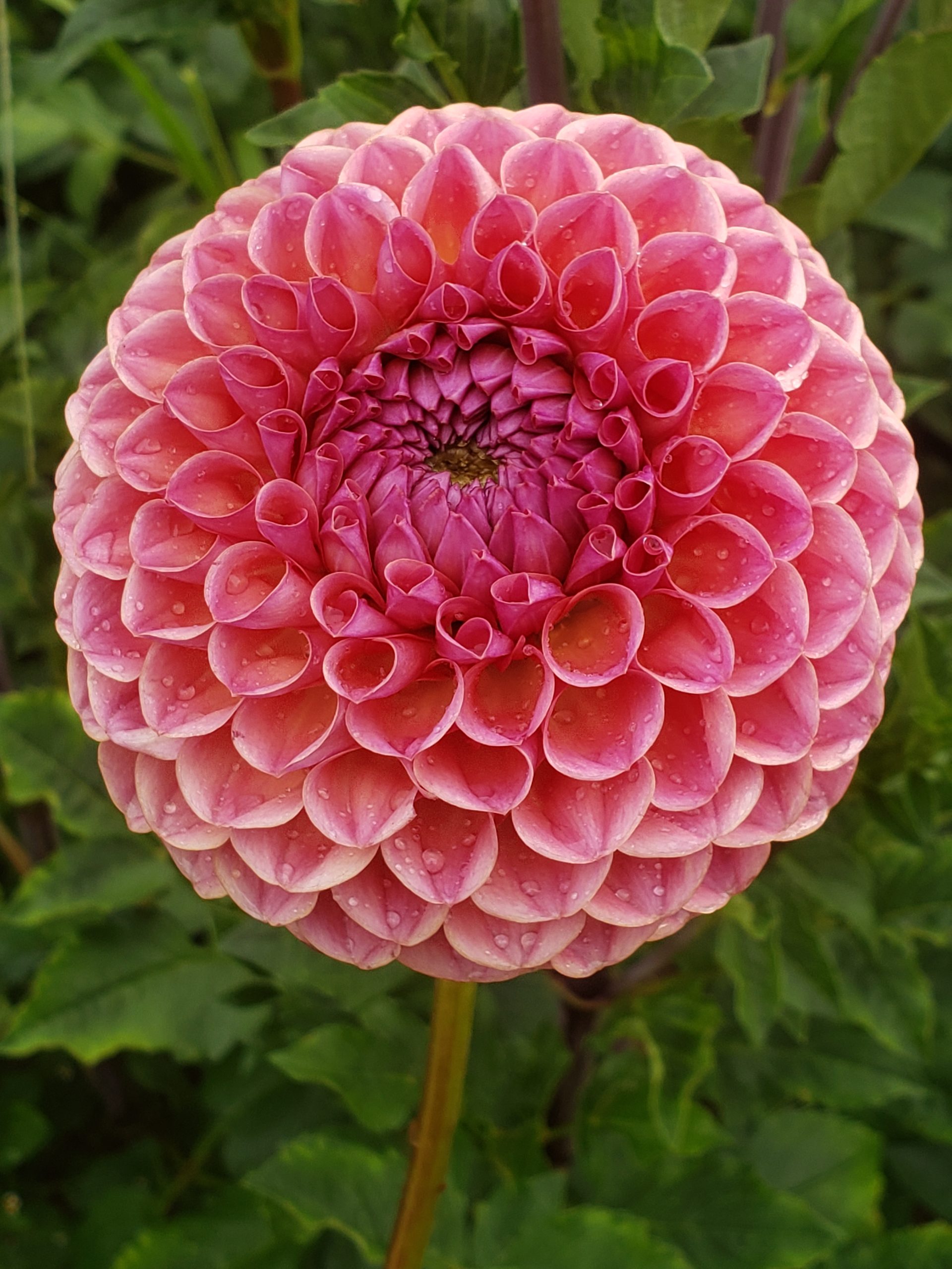 Jowey Winnie – Julia's Dahlias