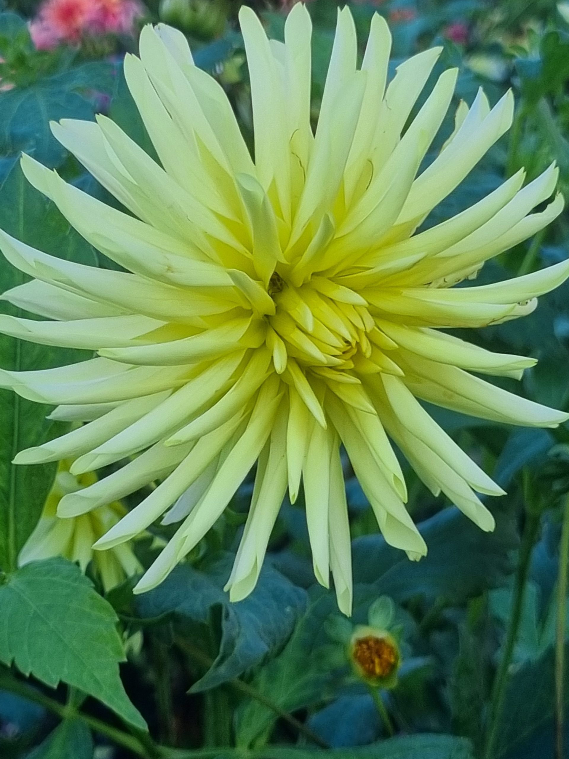 RNX Boom Boom Lemon – Julia's Dahlias