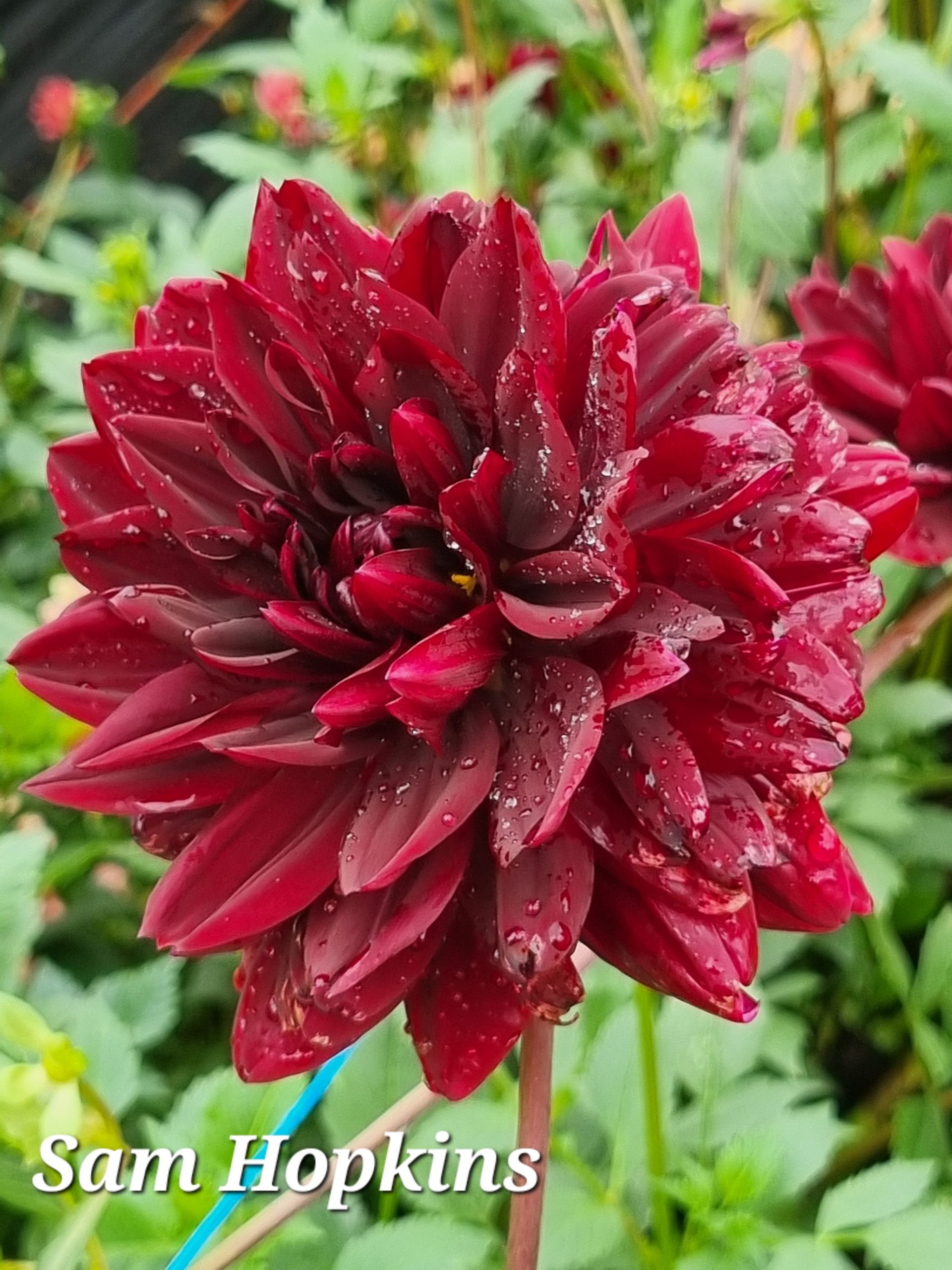 Sam Hopkins – Julia's Dahlias